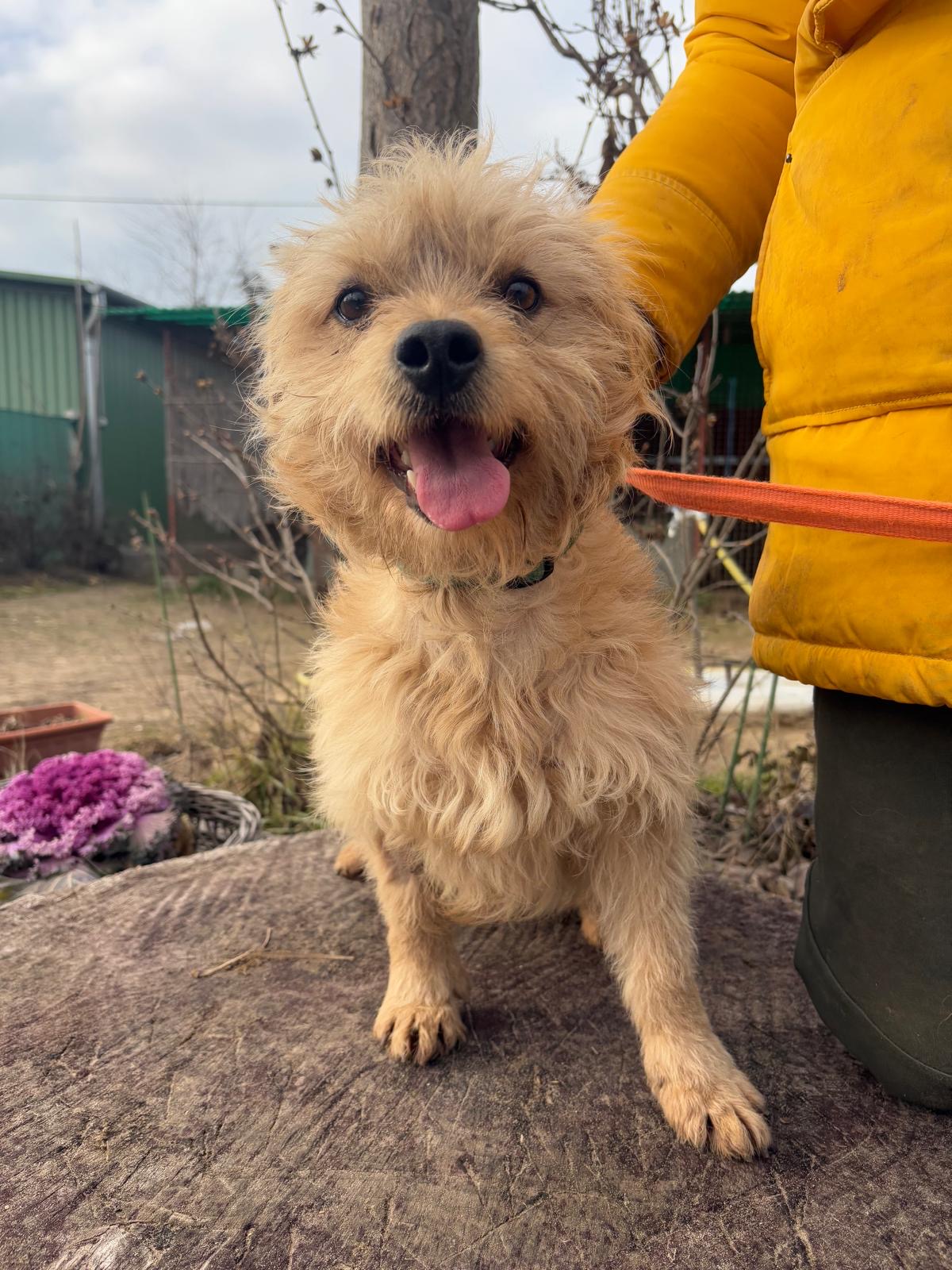 Örökbefogadható állatok - Menhely az Állatokért